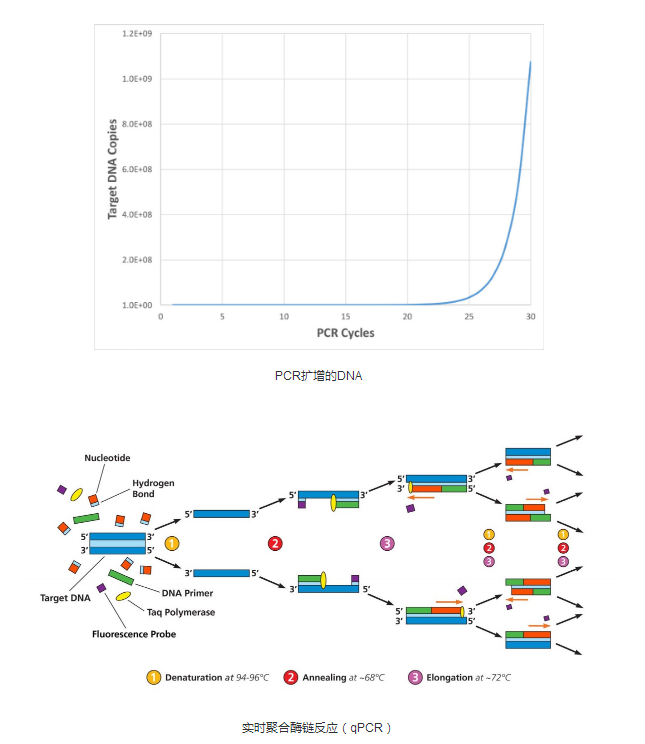 革命性传感器PixelSensor在聚合酶链反应 (PCR) 中的应用 - 韵翔光电
